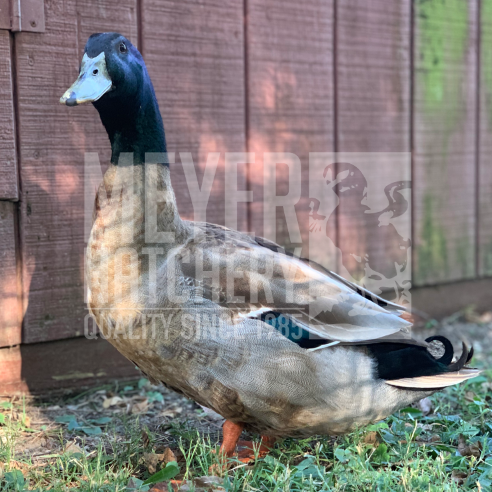 White Golden Layer Ducks