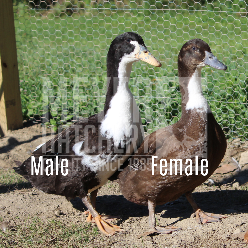 White Golden Layer Ducks