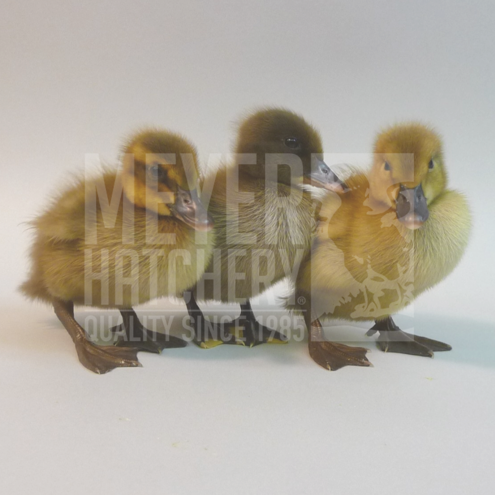 White Golden Layer Ducks