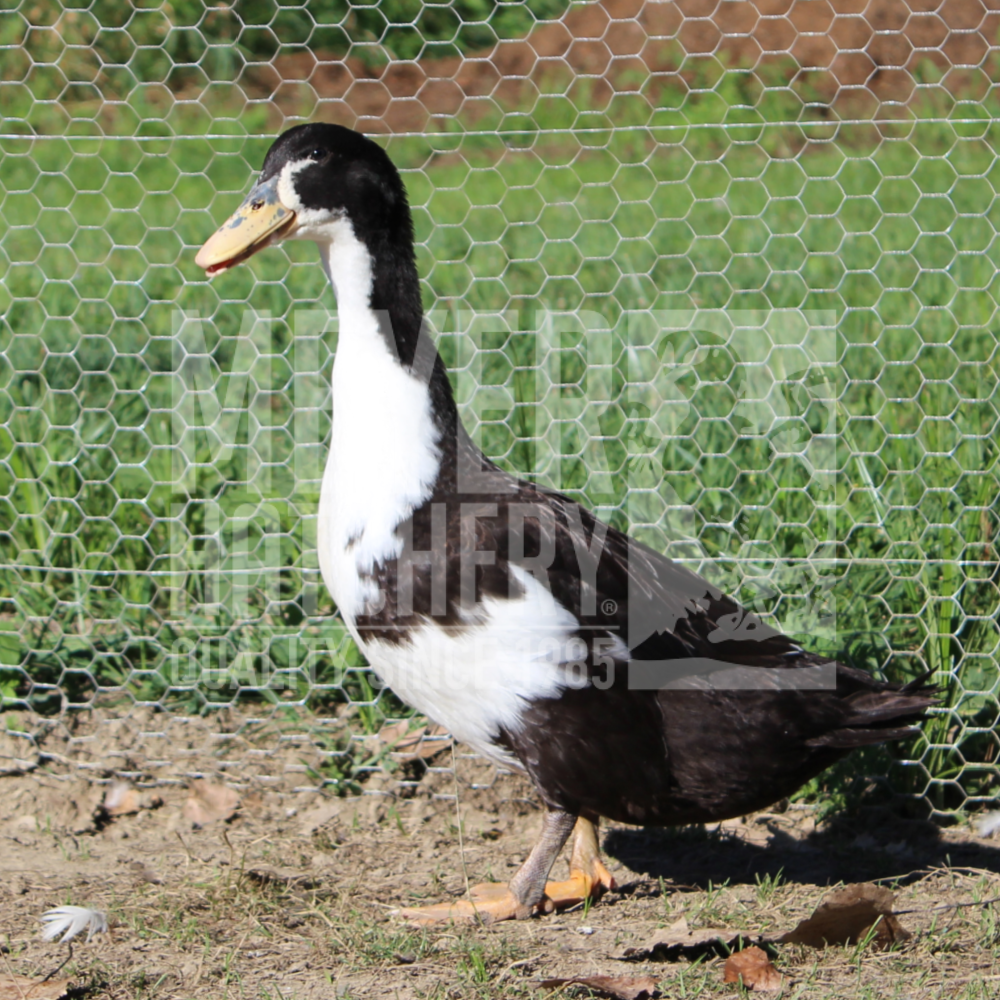 White Golden Layer Ducks