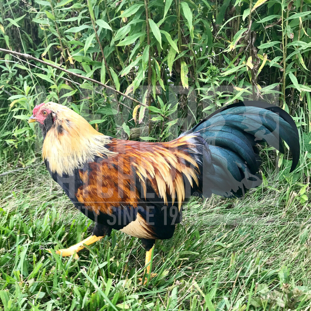 Sage Gem Bantam Day Old Chicks