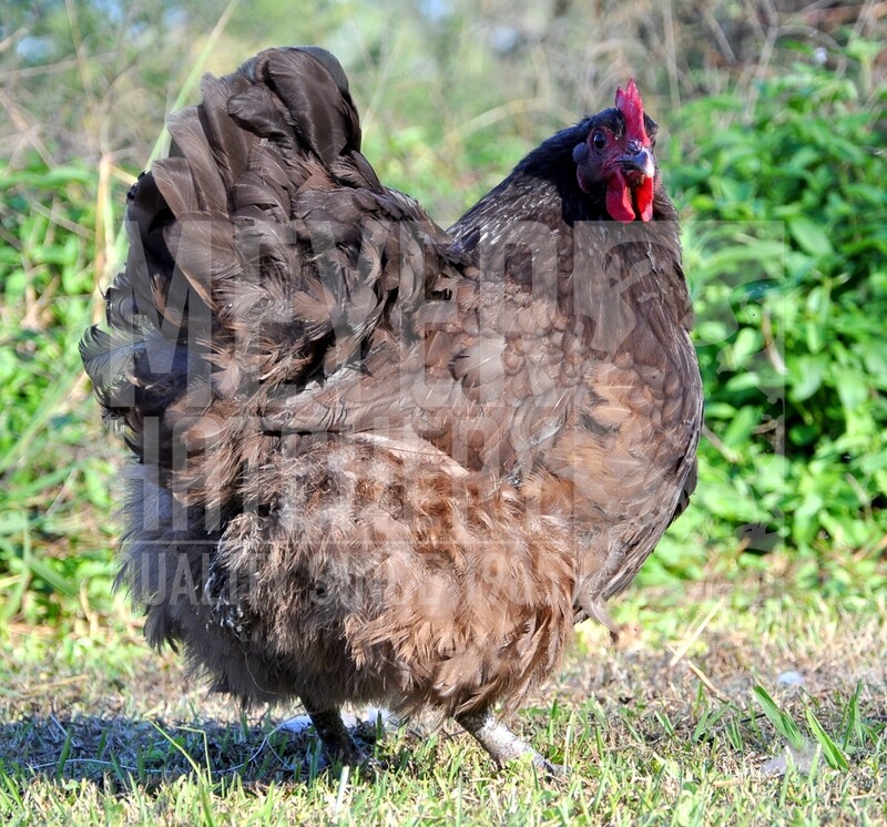 Chocolate Orpington Day Old Chicks