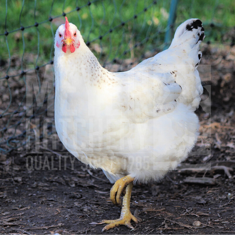Meat Chickens