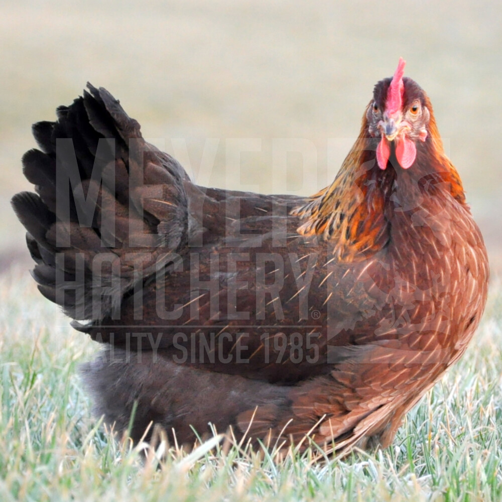 Welsummer Started Pullet