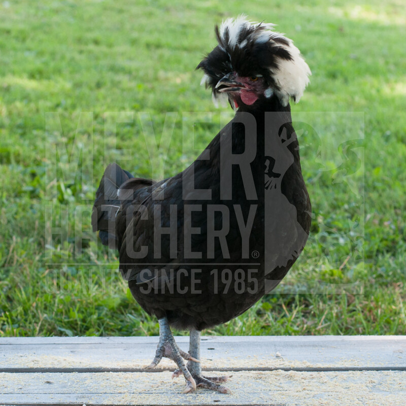 White Crested Black Polish Bantam Started Pullet