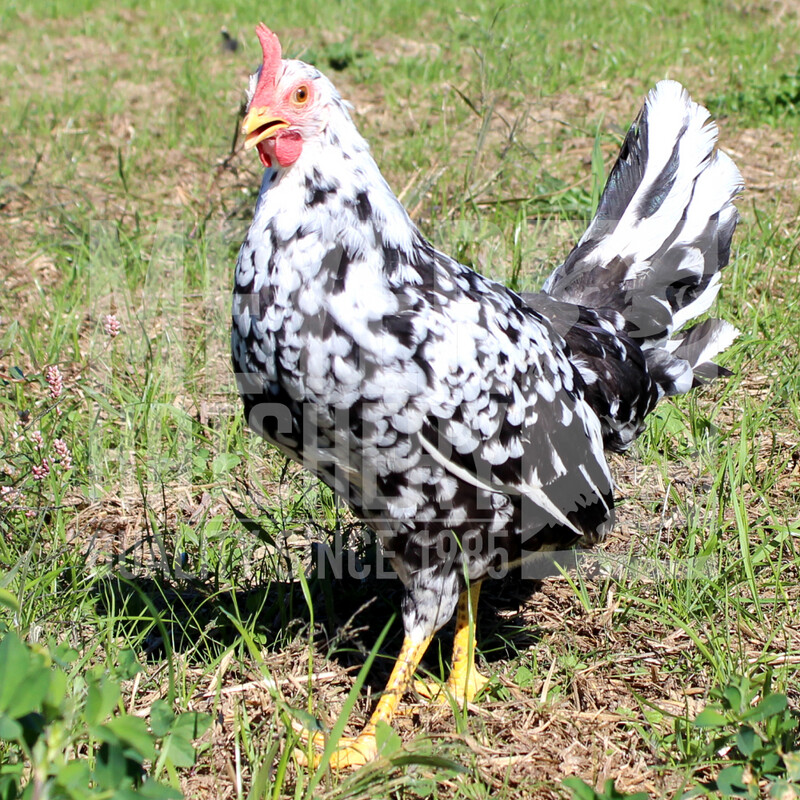 Exchequer Leghorn Day Old Chicks