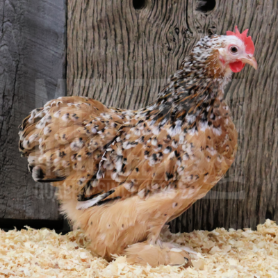 Mottled Frizzle (FS) Cochin Bantam Day Old Chicks