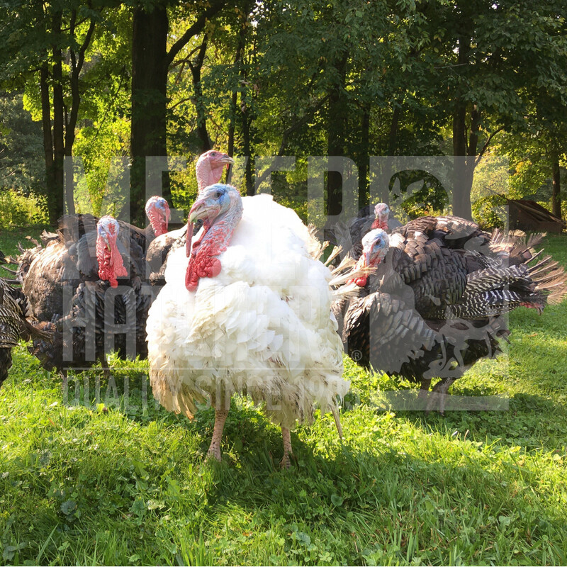 Broad Breasted Turkeys