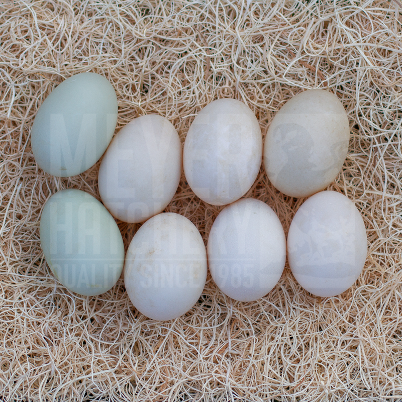 Hatchery Choice Duck Hatching Eggs