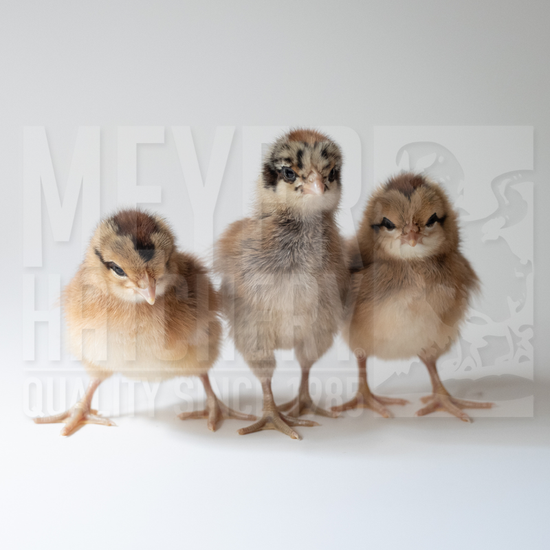 Partridge Olive Egger Day Old Chicks
