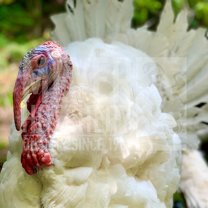 Broad Breasted Turkeys