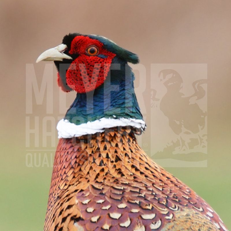 Extra Large Ringneck Pheasant Day Old Chicks