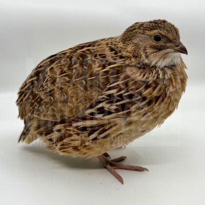 Jumbo Egyptian Coturnix Quail Hatching Eggs