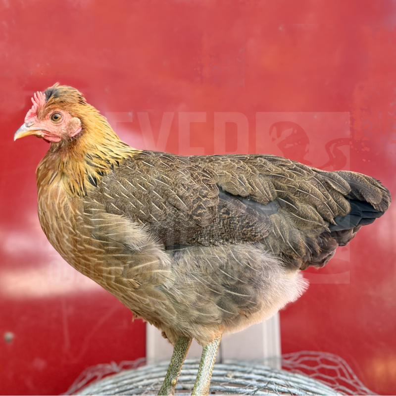 Partridge Olive Egger Day Old Chicks