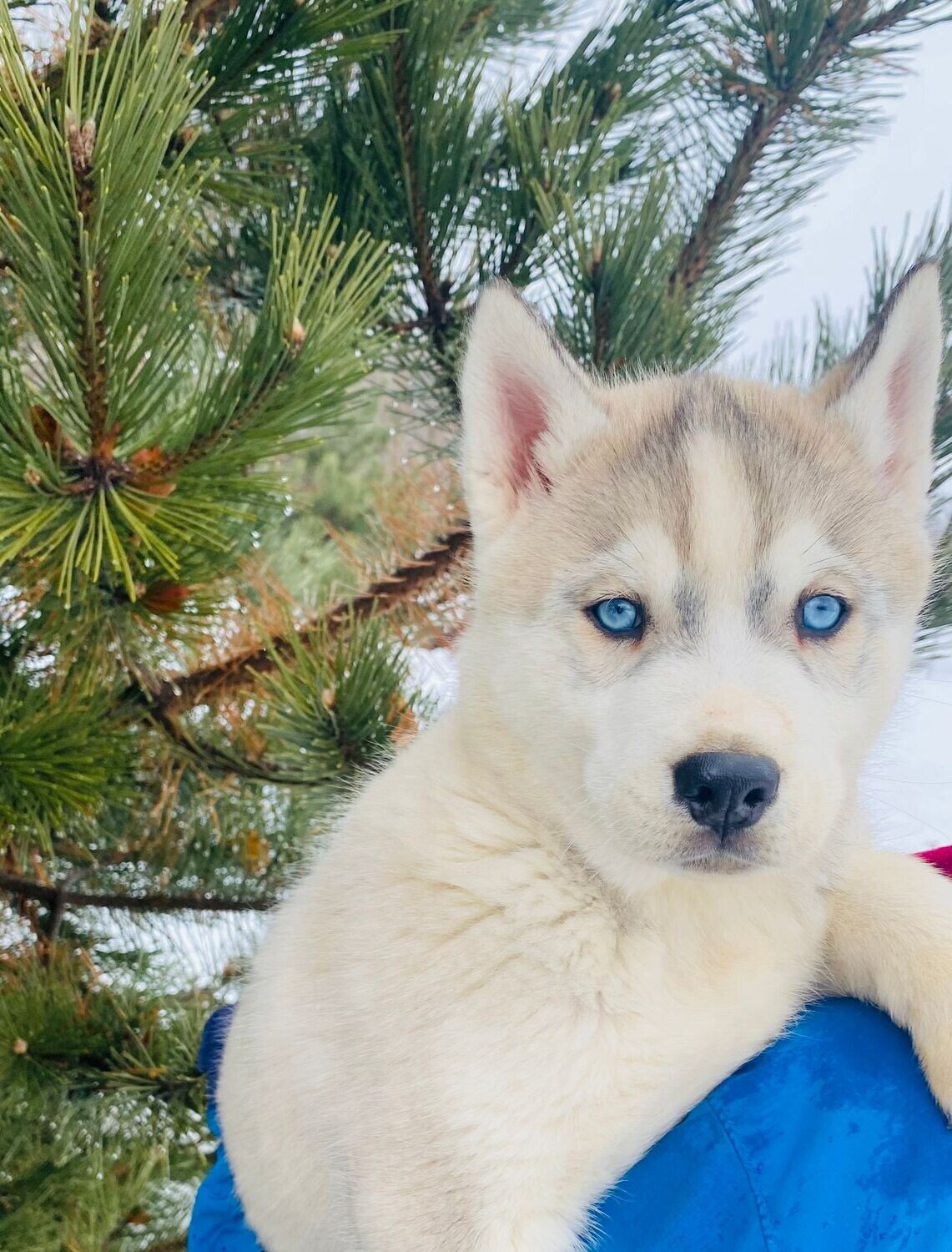 DOUBLE AKC CHAMPION BLOODLINES! AGOUTI Male 3 Blue Eyes Siberian Husky ...