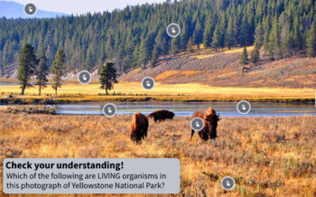 Characteristics of Life Interactive Diagram - Store - Science Lessons ...