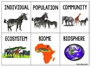 Levels of Organization Card Sort Activity - Store - Science Lessons ...