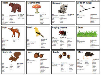 Create Your Own Food Chain and Web - Store - Science Lessons That Rock