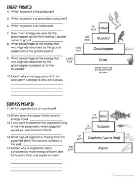 Ecological Pyramid Worksheet