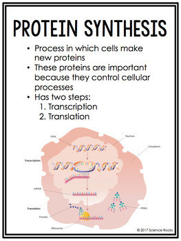 Protein Synthesis Posters - Store - Science Lessons That Rock