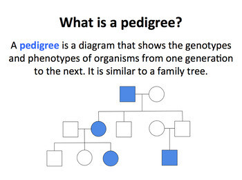Pedigree Powerpoint - Store - Science Lessons That Rock