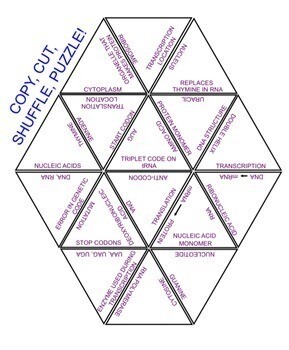 Protein Synthesis Tarsia Puzzle - Store - Science Lessons That Rock