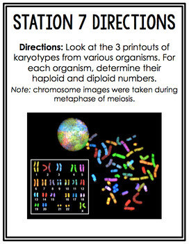 Karyotype Station Lab - Store - Science Lessons That Rock