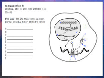 DNA and Protein Synthesis Digital Choice Board - Store - Science ...