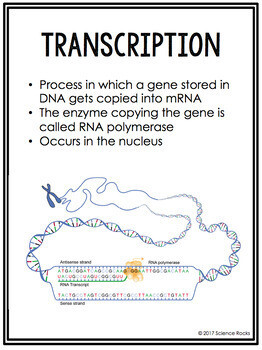 Protein Synthesis Posters - Store - Science Lessons That Rock