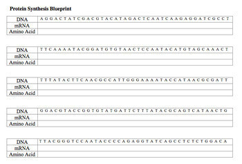 Protein Synthesis Blueprint Activity - Store - Science Lessons That Rock
