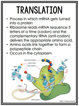 Protein Synthesis Posters - Store - Science Lessons That Rock