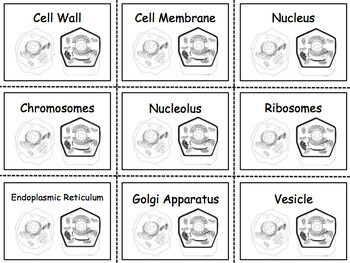 Cell Organelle Flashcards - Store - Science Lessons That Rock