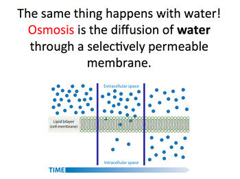 Osmosis and Diffusion Lesson - Store - Science Lessons That Rock