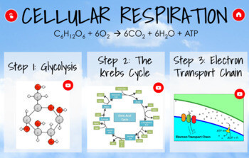 Photosynthesis and Cellular Respiration Interactive Diagram - Store ...