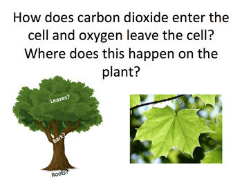Stomata Microscope Lab - Store - Science Lessons That Rock