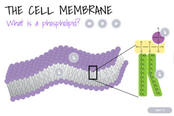 The Cell Membrane Interactive Diagram - Store - Science Lessons That Rock