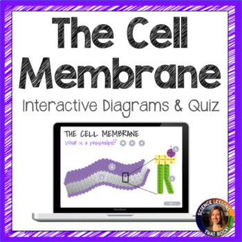 The Cell Membrane Interactive Diagram - Store - Science Lessons That Rock
