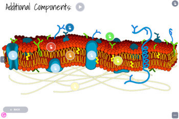 The Cell Membrane Interactive Diagram - Store - Science Lessons That Rock