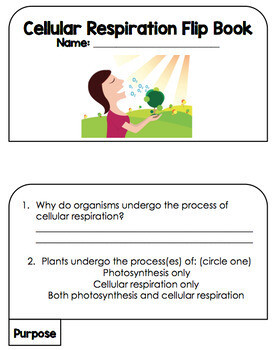 Cellular Respiration Flip Book - Store - Science Lessons That Rock