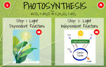 Photosynthesis and Cellular Respiration Interactive Diagram - Store ...