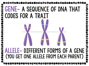 Genetics Poster Set - Store - Science Lessons That Rock