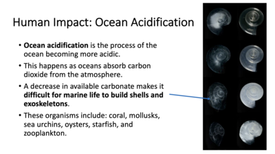 Human Impact on Oceans - Store - Science Lessons That Rock