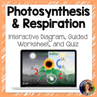 Photosynthesis and Cellular Respiration Interactive Diagram - Store ...
