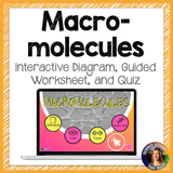 Macromolecules Biomolecules Interactive Diagram - Store - Science ...