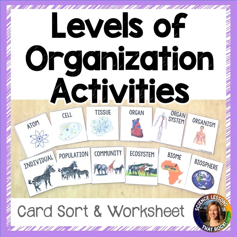 Levels of Organization Card Sort Activity - Store - Science Lessons ...