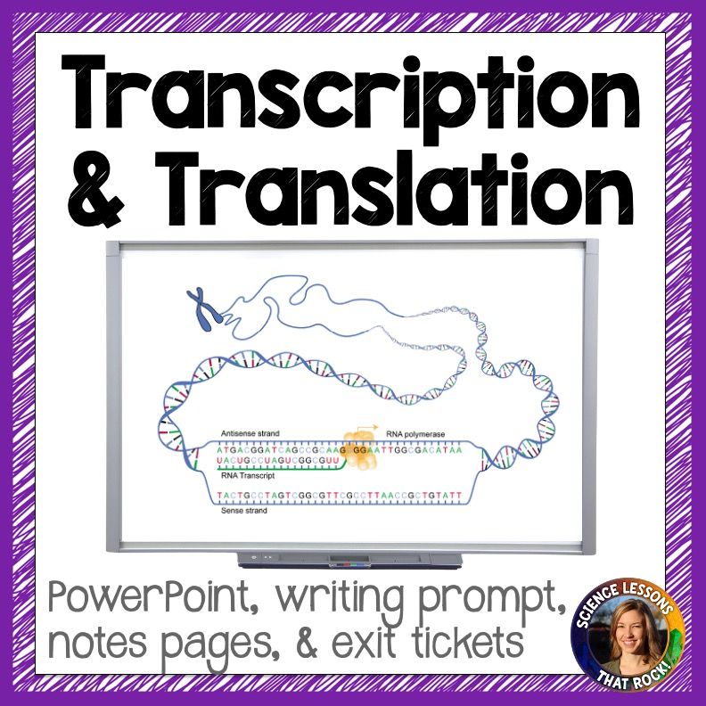 Transcription and Translation complete lesson - Store - Science Lessons ...