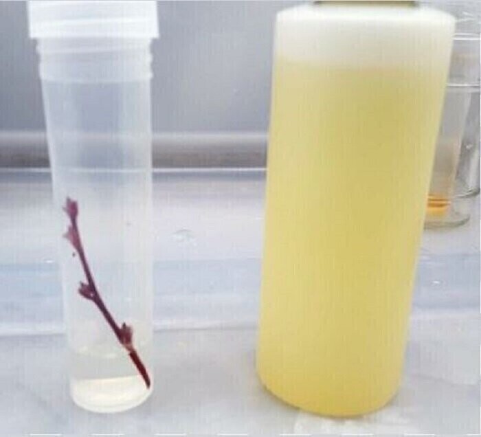 Super Starts Microclone Tissue Culture Liquid Media Refill for ...