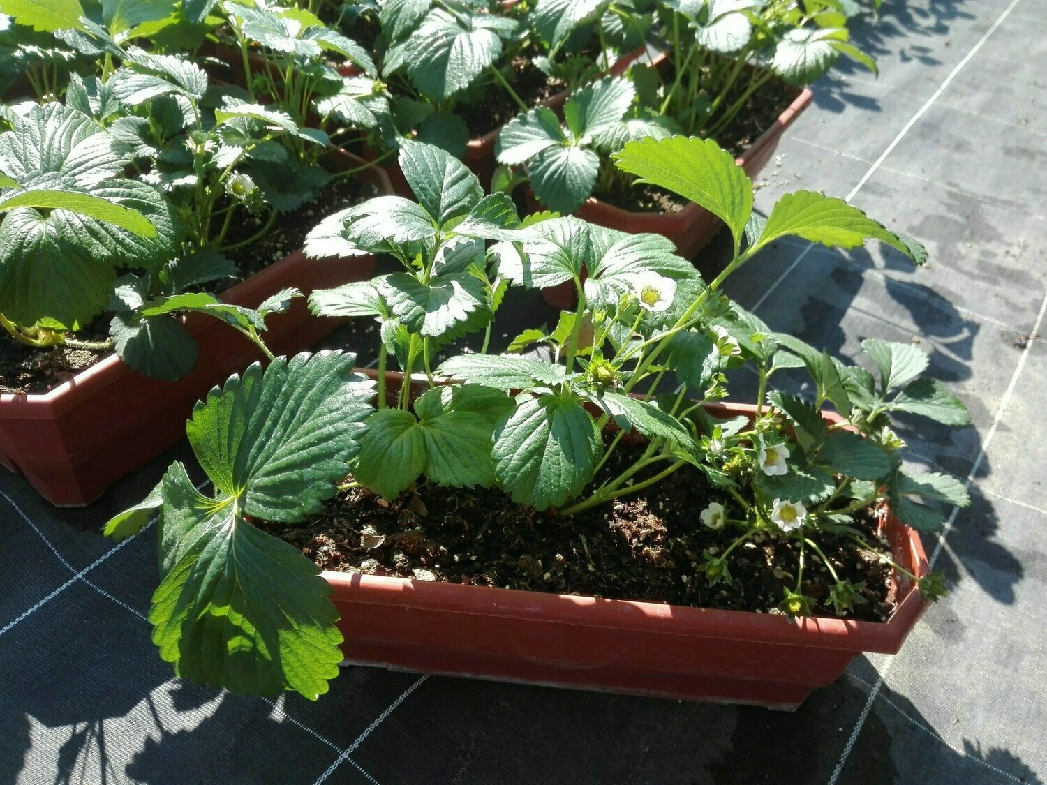 Jardinière Fraise 'Charlotte'
