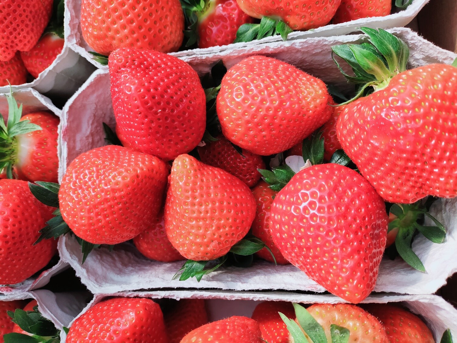 Barquette Fraises DELY 500gr