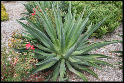 Cactus & Desert-Likes